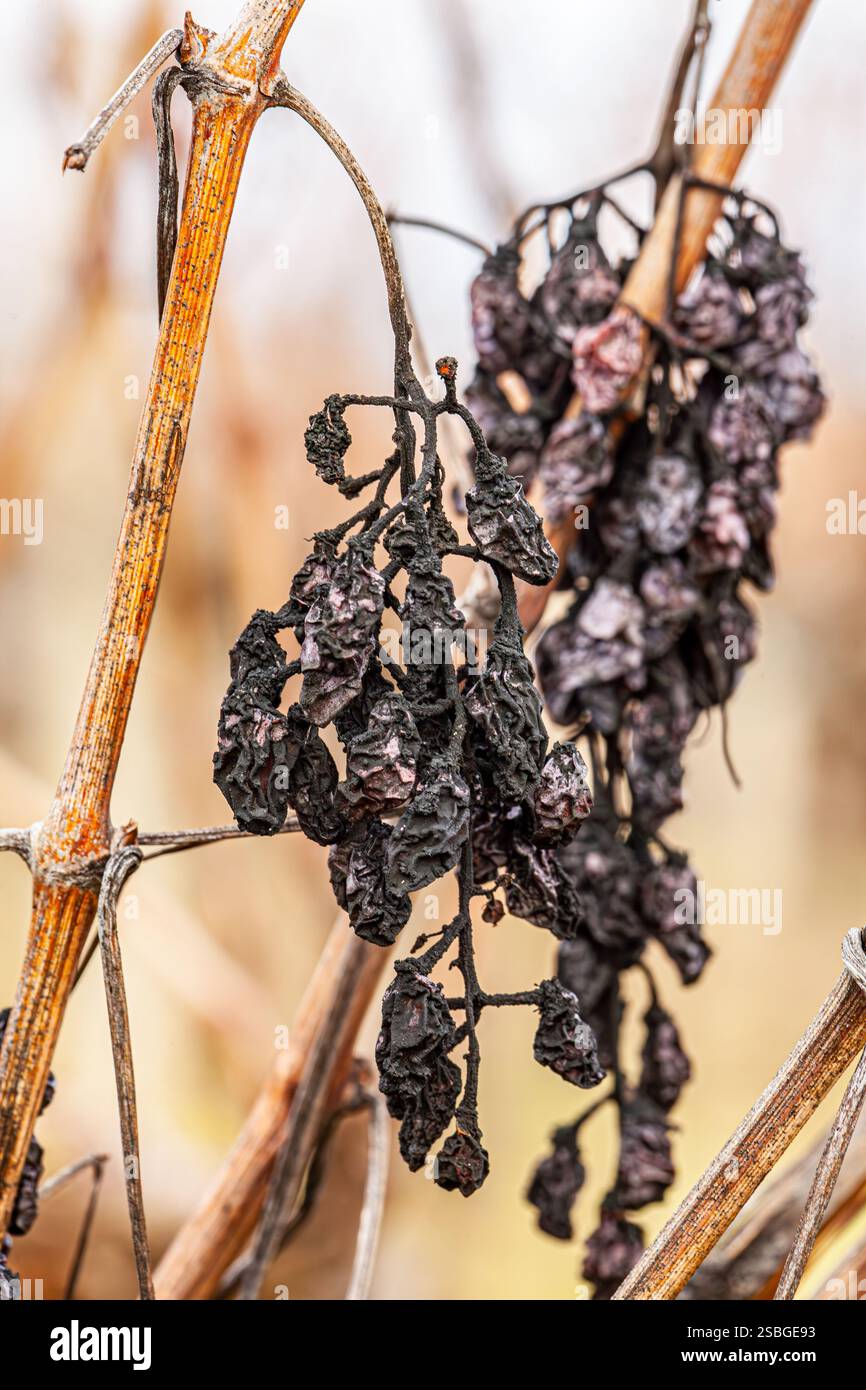 Lost harvest of blue grapes. Wrinkled withered grapes close up. A bunch ...