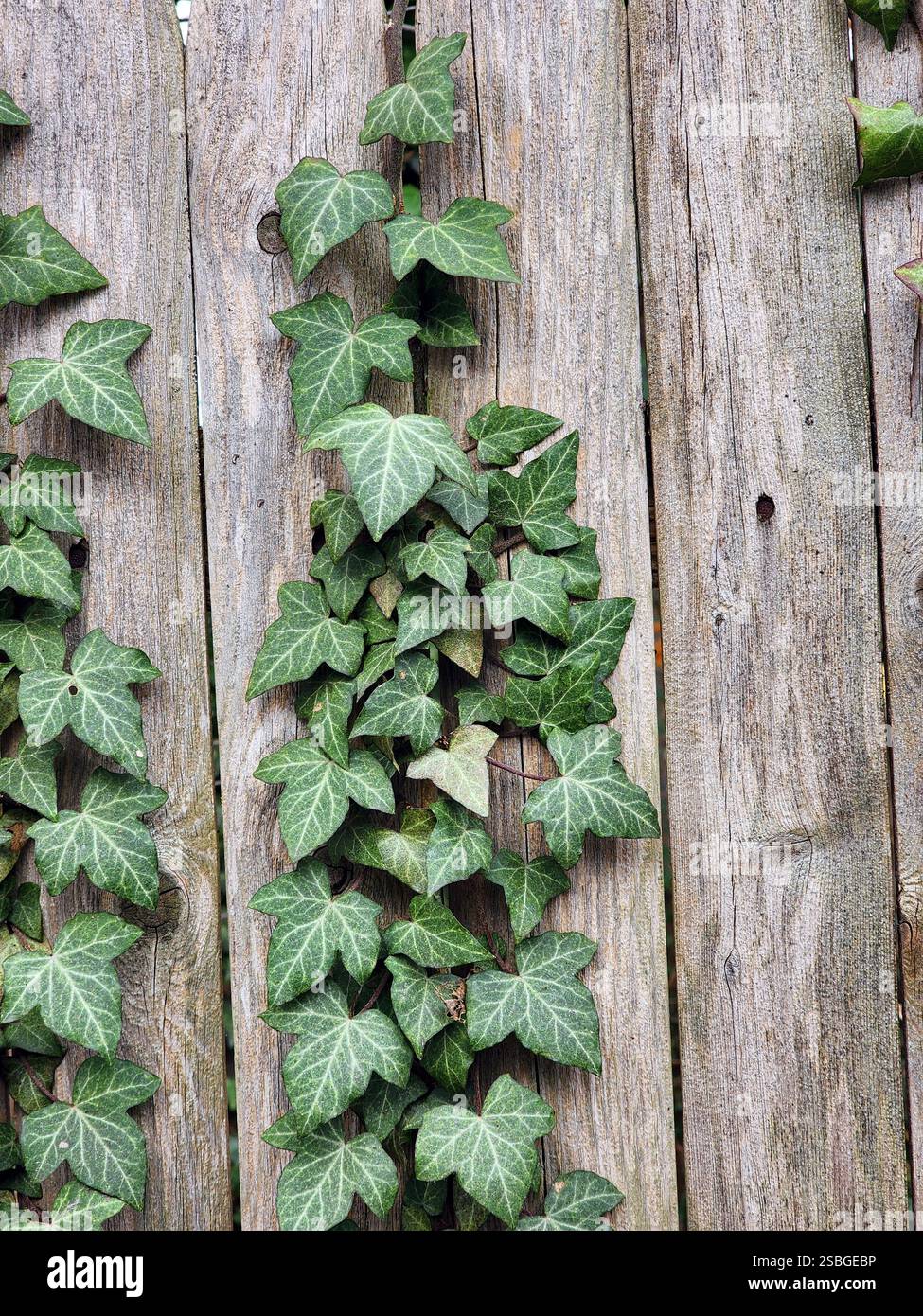 English Ivy growing up a fence. Hedera helix, the common ivy, European ...