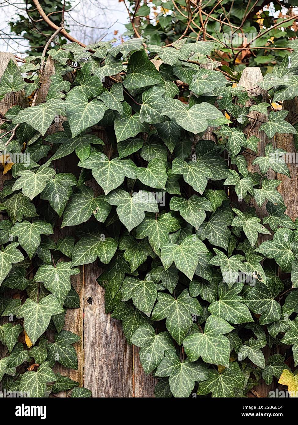 English Ivy growing up a fence. Hedera helix, the common ivy, European ...