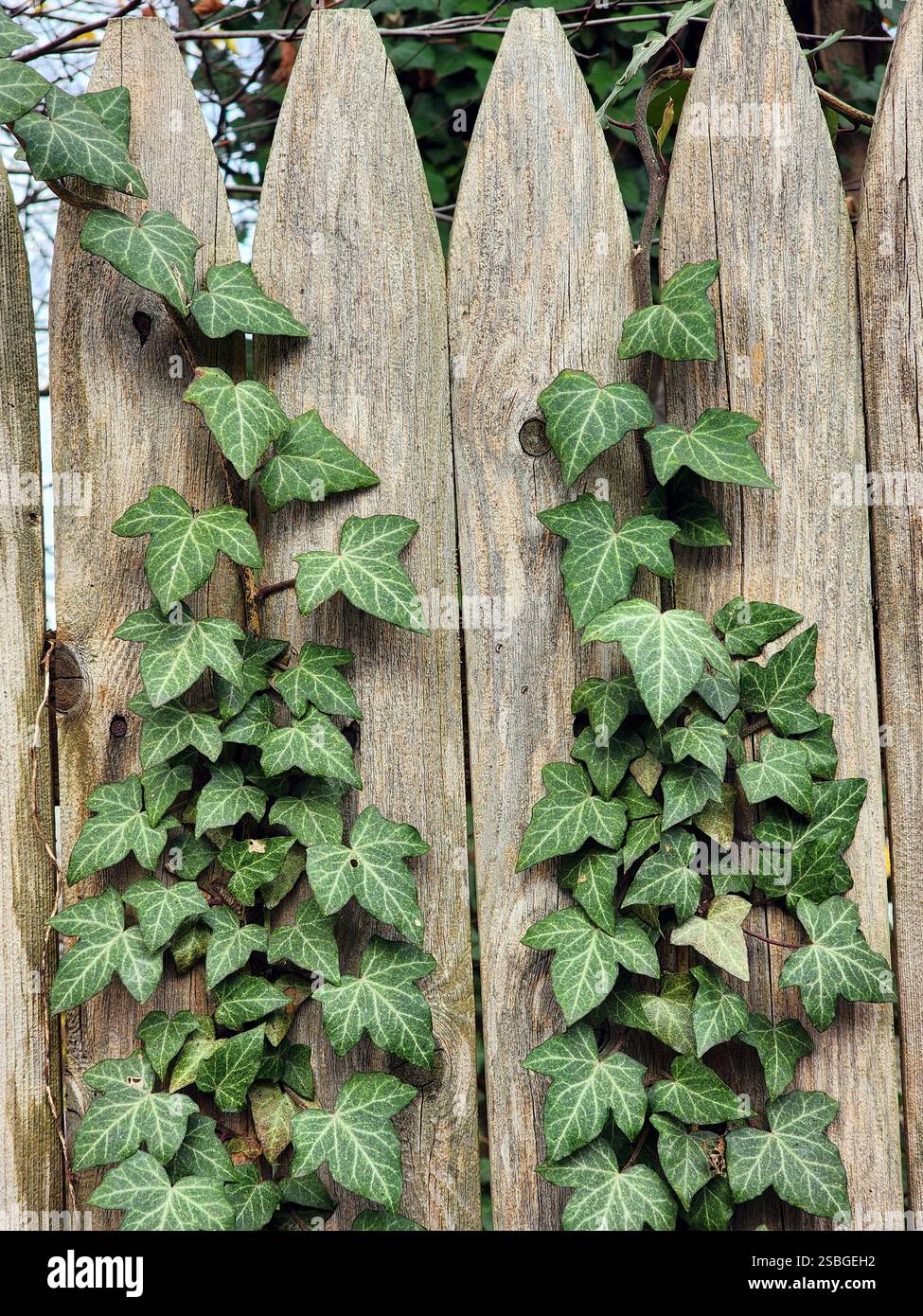 English Ivy growing up a fence. Hedera helix, the common ivy, European ...