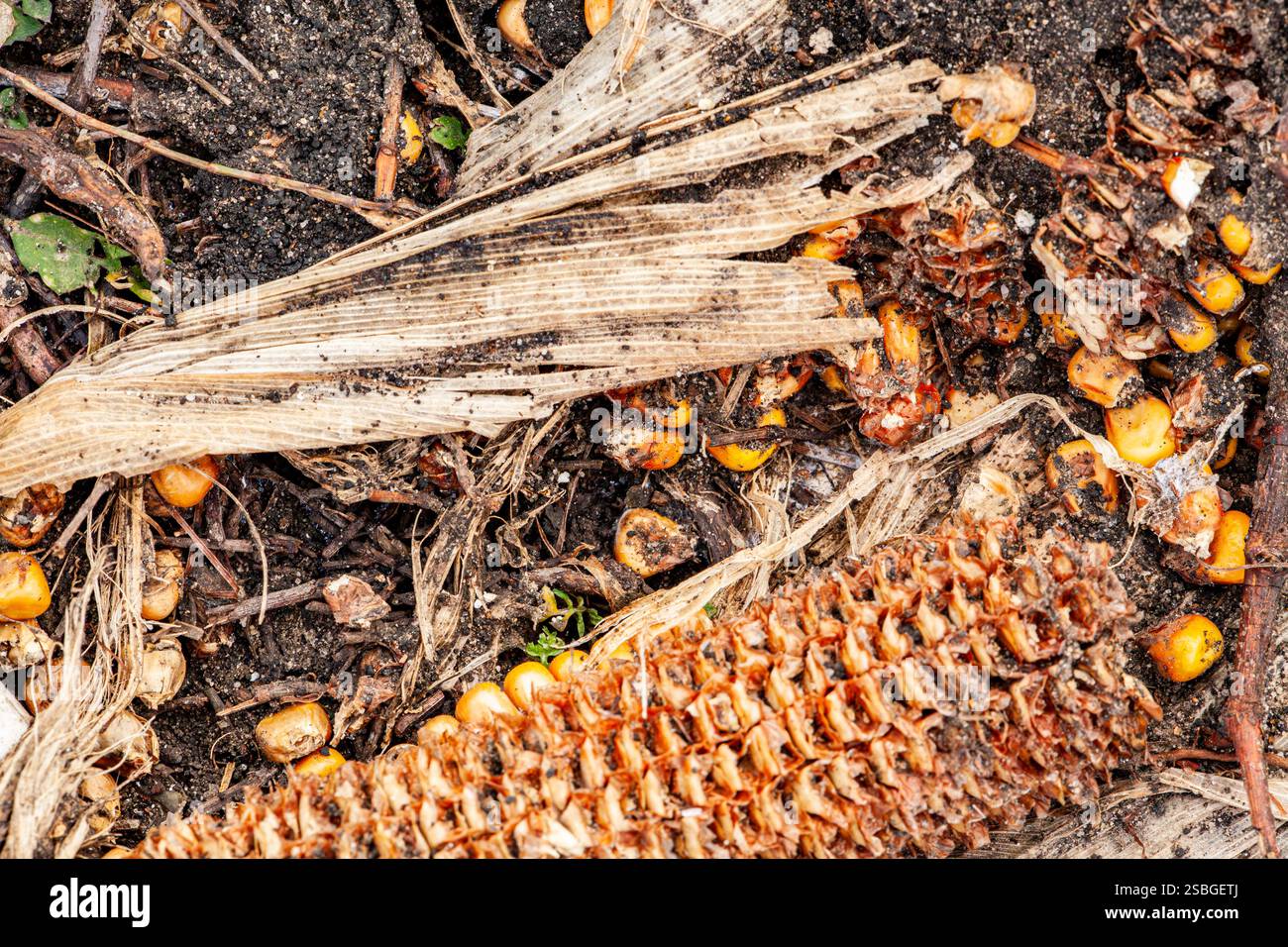 Unharvested cob of black corn covered with frost. Concept of lost ...