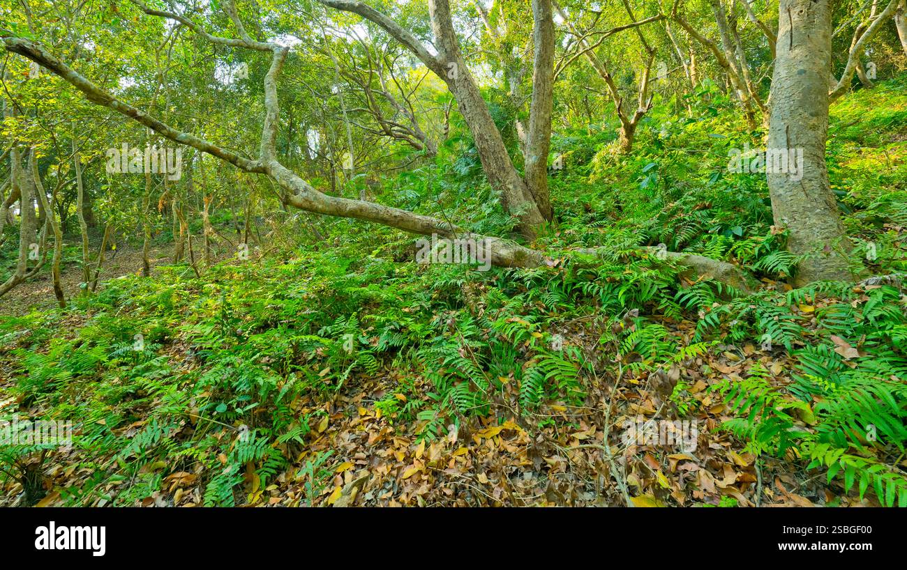 Riverine Forest, Royal Bardia National Park, Bardiya National Park ...