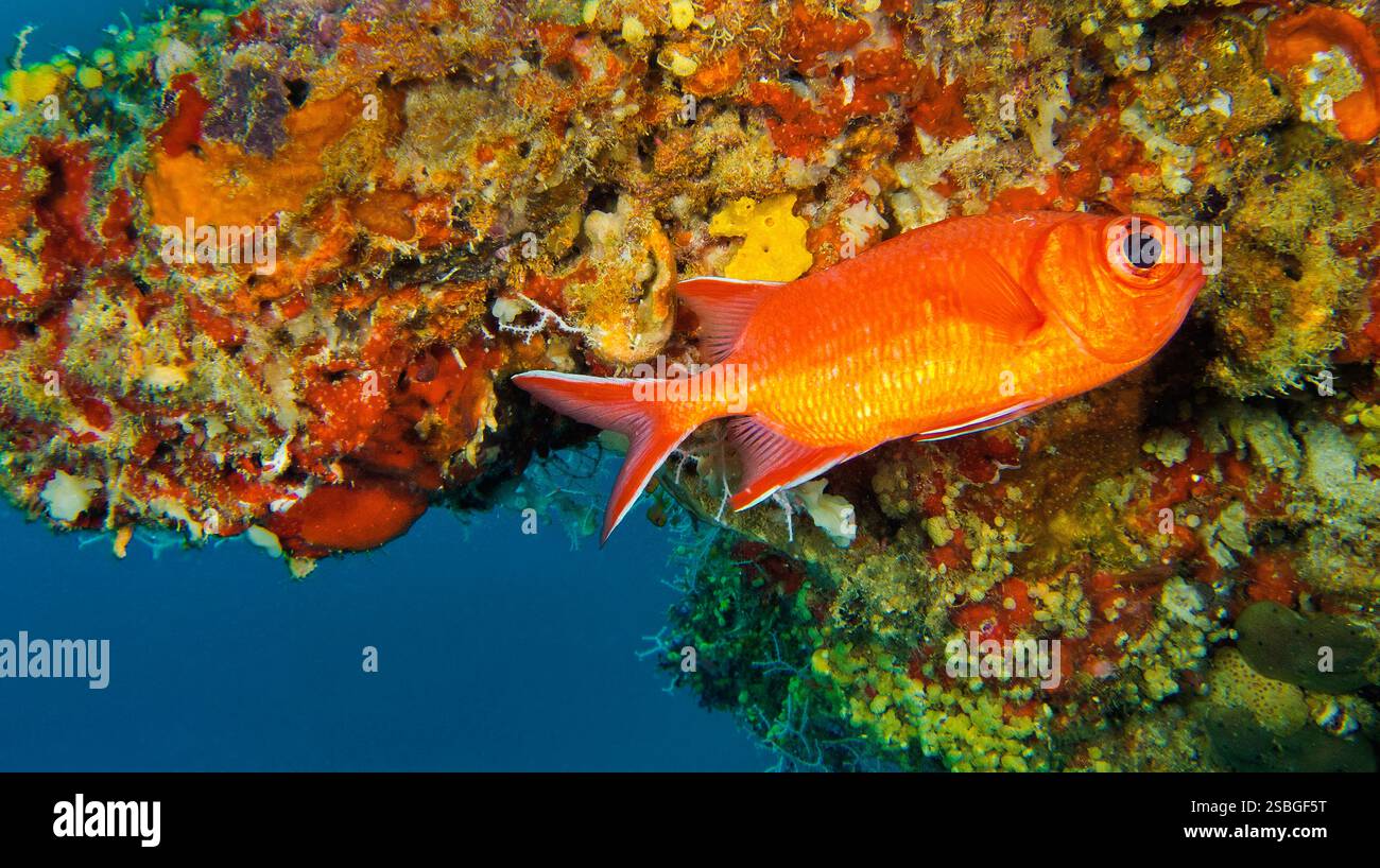 Immaculate Soldierfish, Myripristis vittata, Coral Reef, Reef Building ...