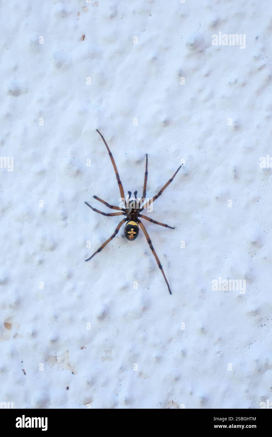 Steatoda grossa, False Black Widow Spider Stock Photo - Alamy