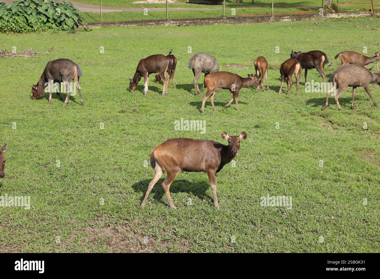 Sambar deer at Johor Zoo, Jalan Gertak Merah, Taman Istana, 80000 Johor ...