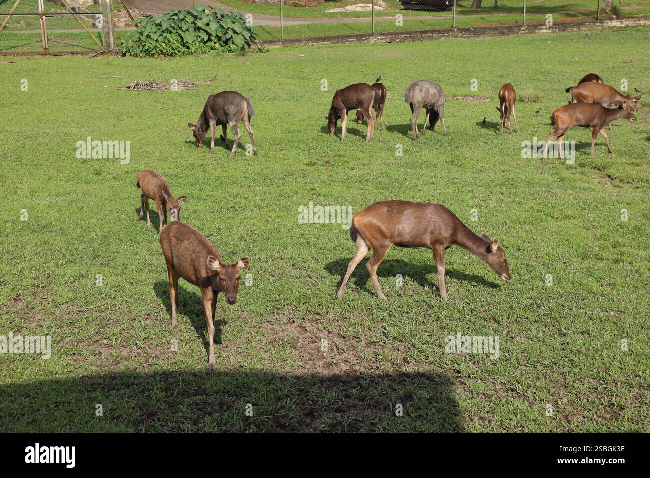 Sambar deer at Johor Zoo, Jalan Gertak Merah, Taman Istana, 80000 Johor ...