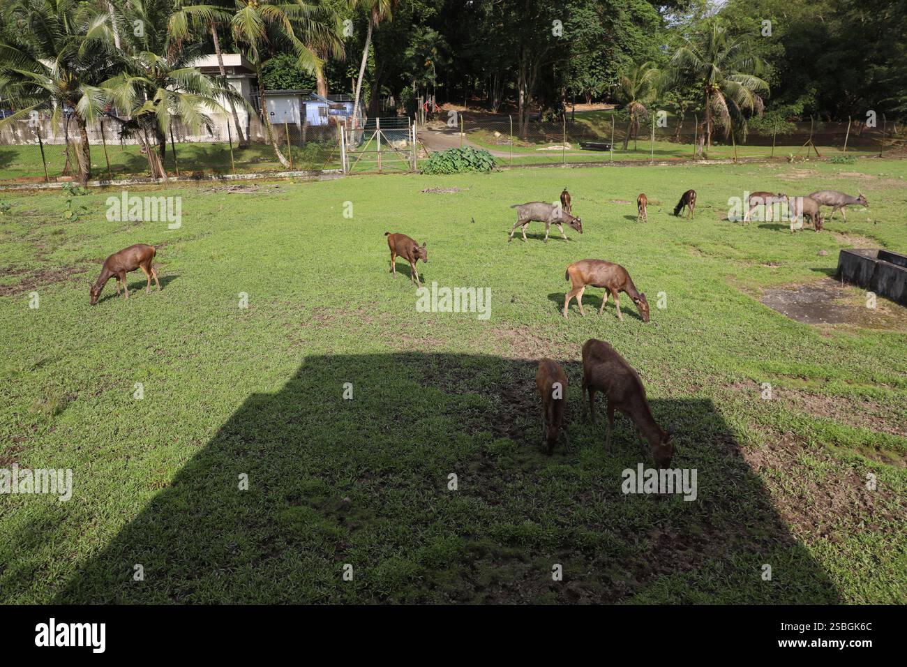 Sambar deer at Johor Zoo, Jalan Gertak Merah, Taman Istana, 80000 Johor ...