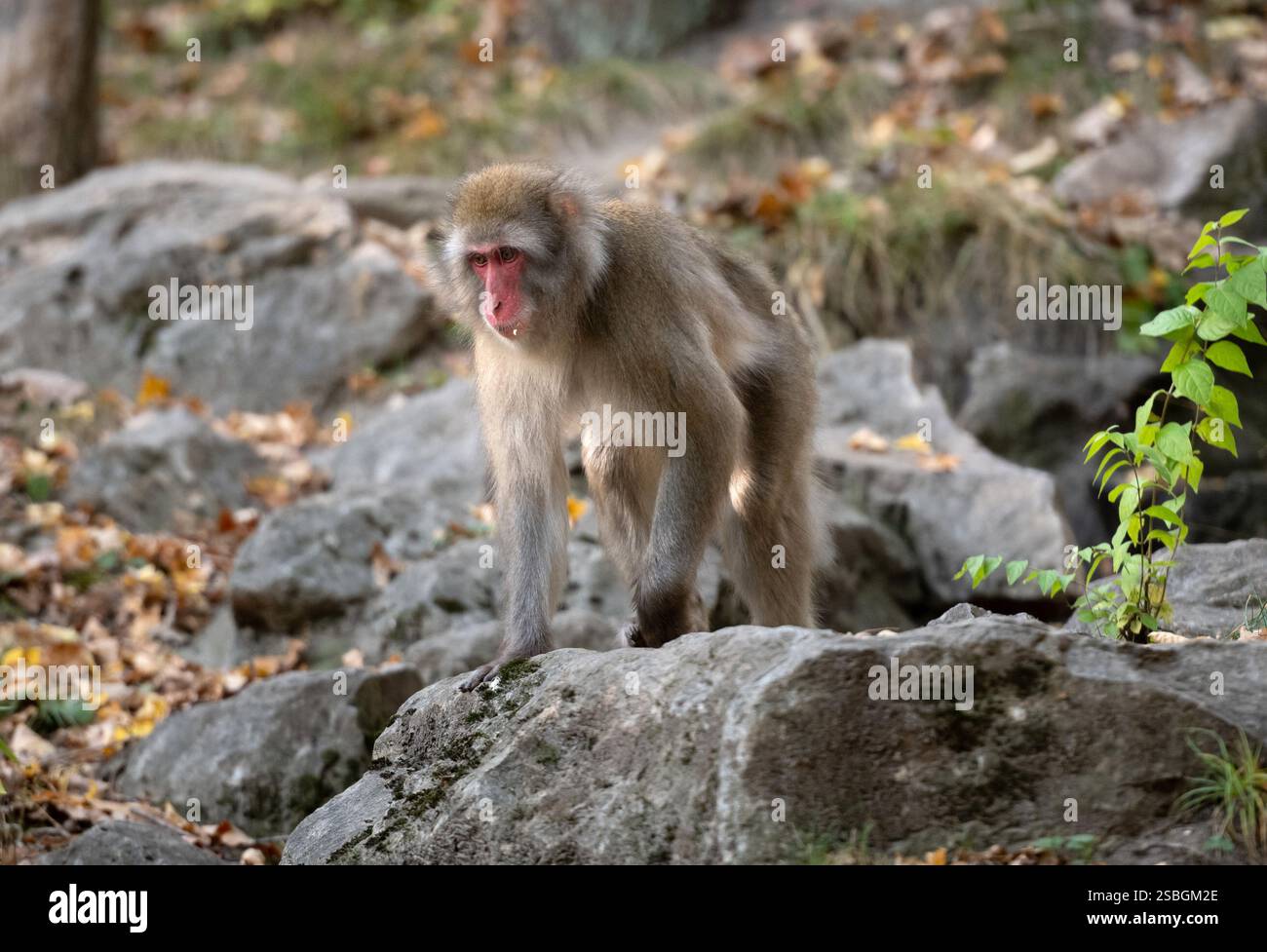 Japanese Macaque Monkey Resides In Zoo Stock Photo - Alamy