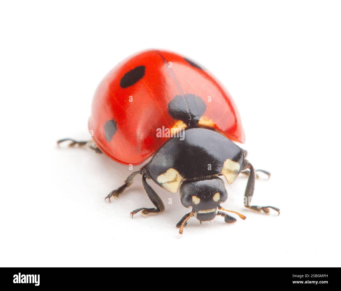 Ladybug on white background Stock Photo - Alamy