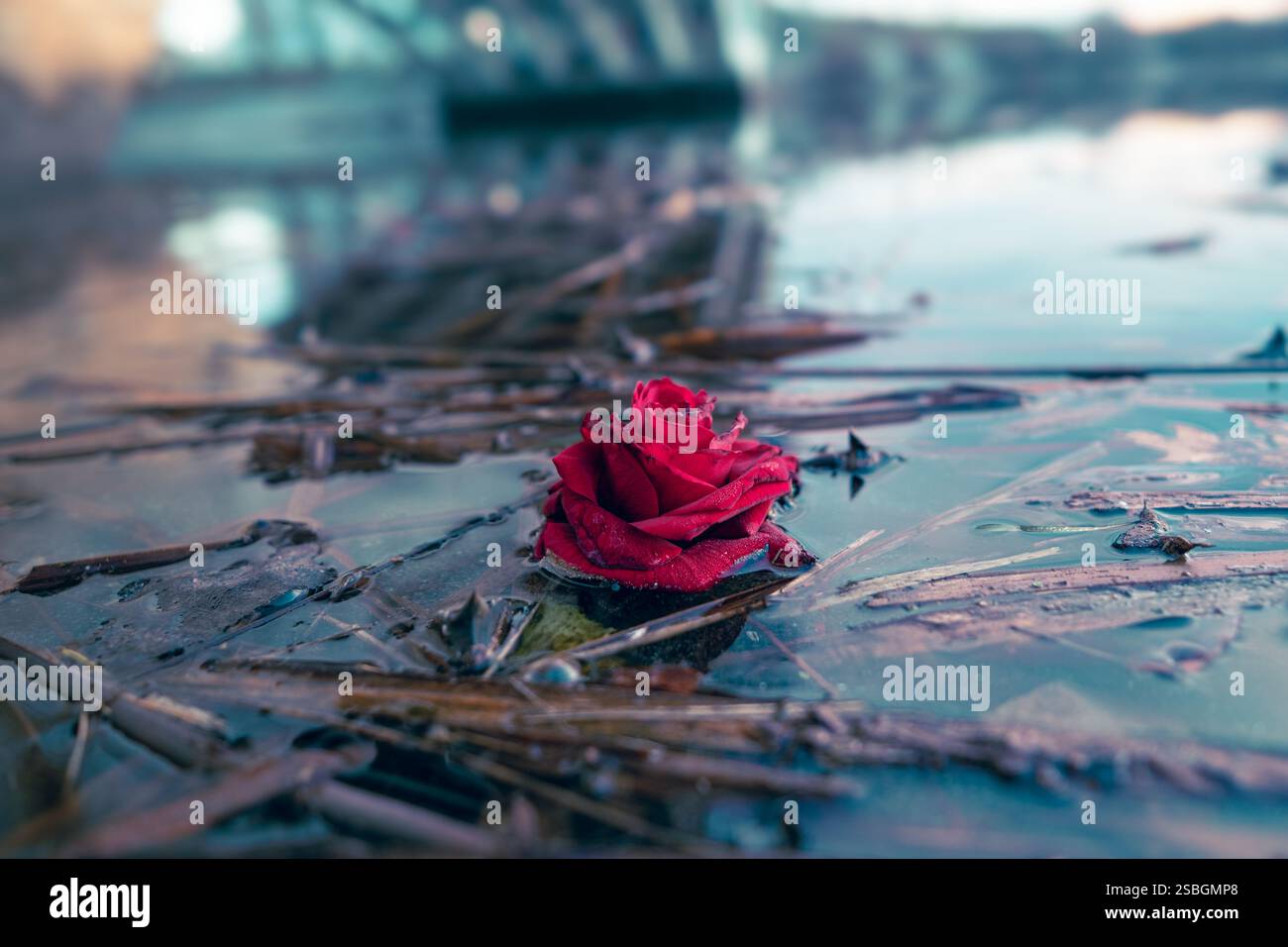 A stunning red rose blooms on a shiny surface, surrounded by dried ...