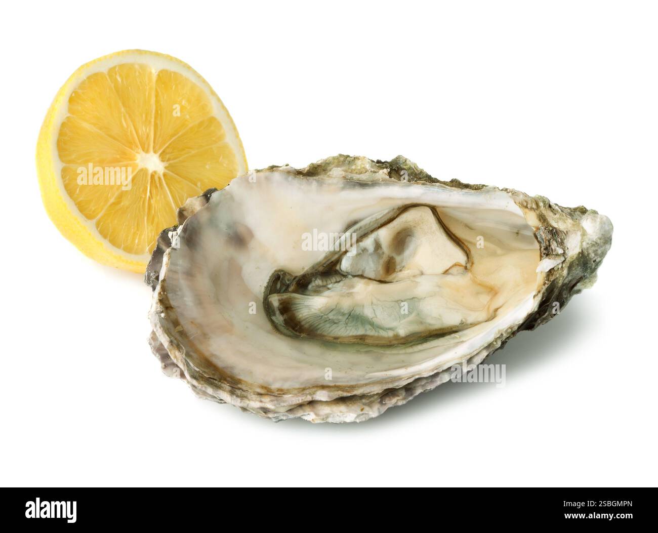 Fresh raw oyster on white background Stock Photo - Alamy