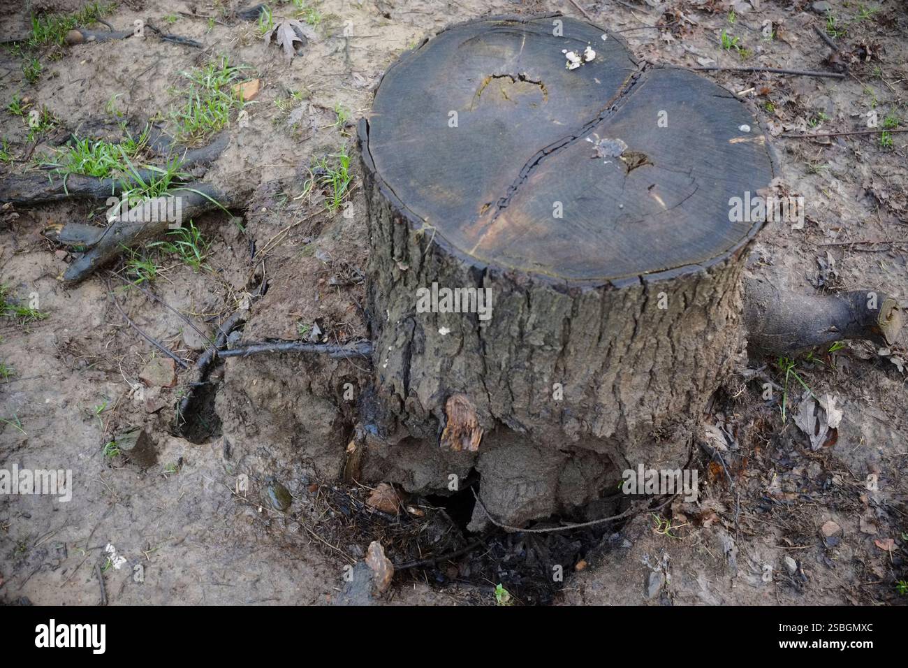 A weathered tree stump in the earth, showing its age and decay. Roots are visible around the ...