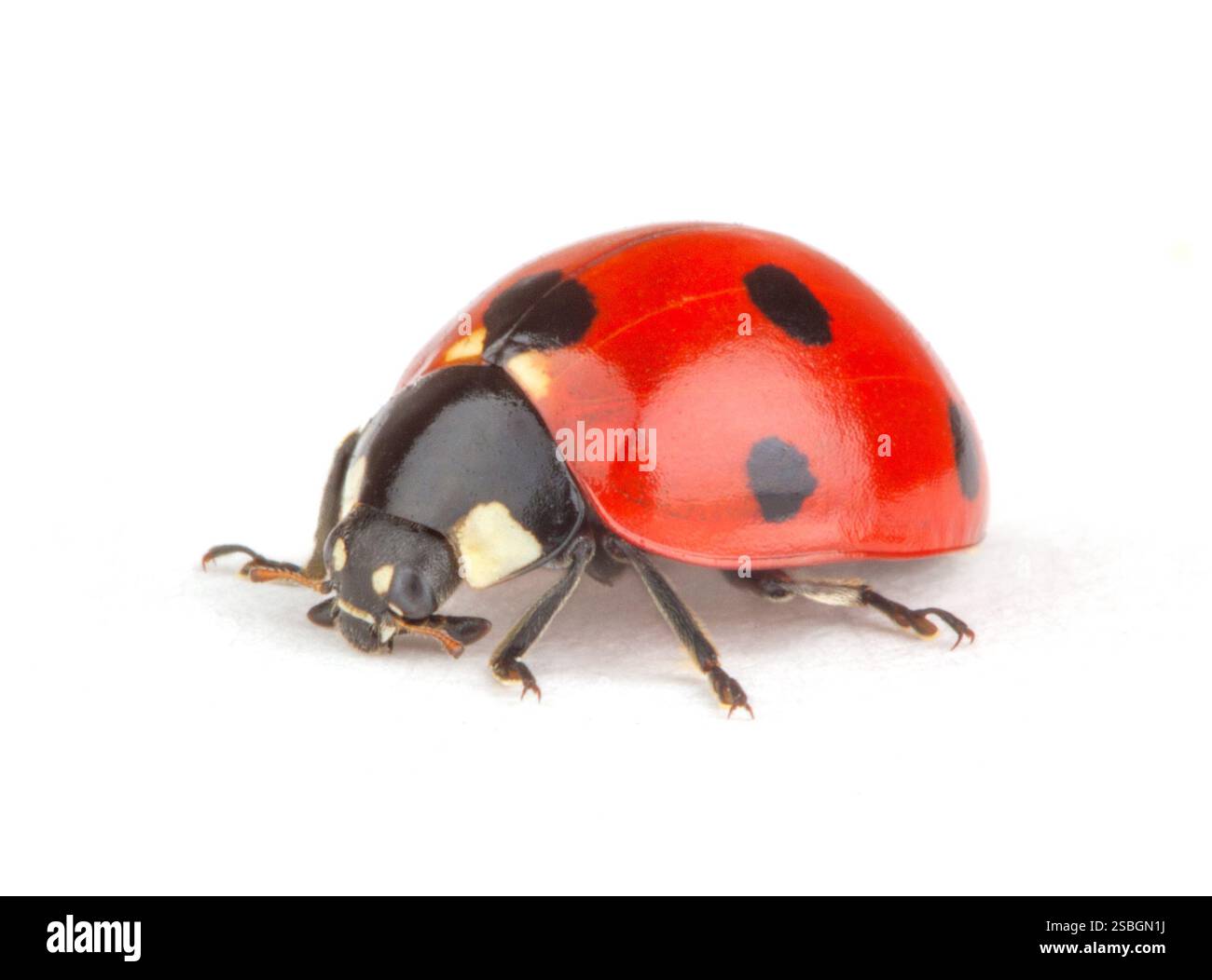 Ladybug on white background Stock Photo - Alamy