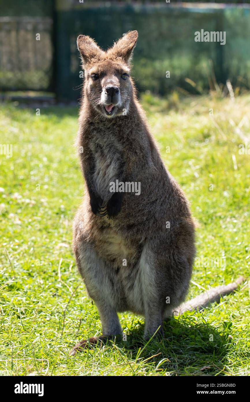 Cute fluffy wallaby in the park. Marsupial mammals. Australia Stock ...