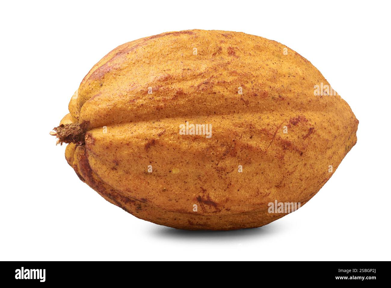 golden yellow ripe cacao fruit isolated white background, oval shaped ...