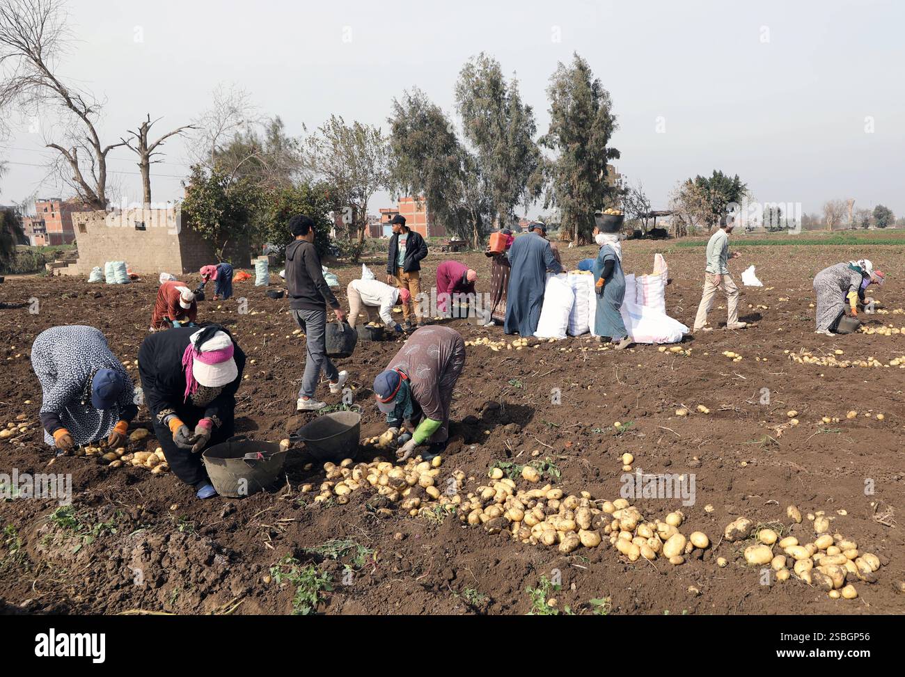 Potatoes harvesting in Egypt Egyptian farmers collect potatoes in a ...