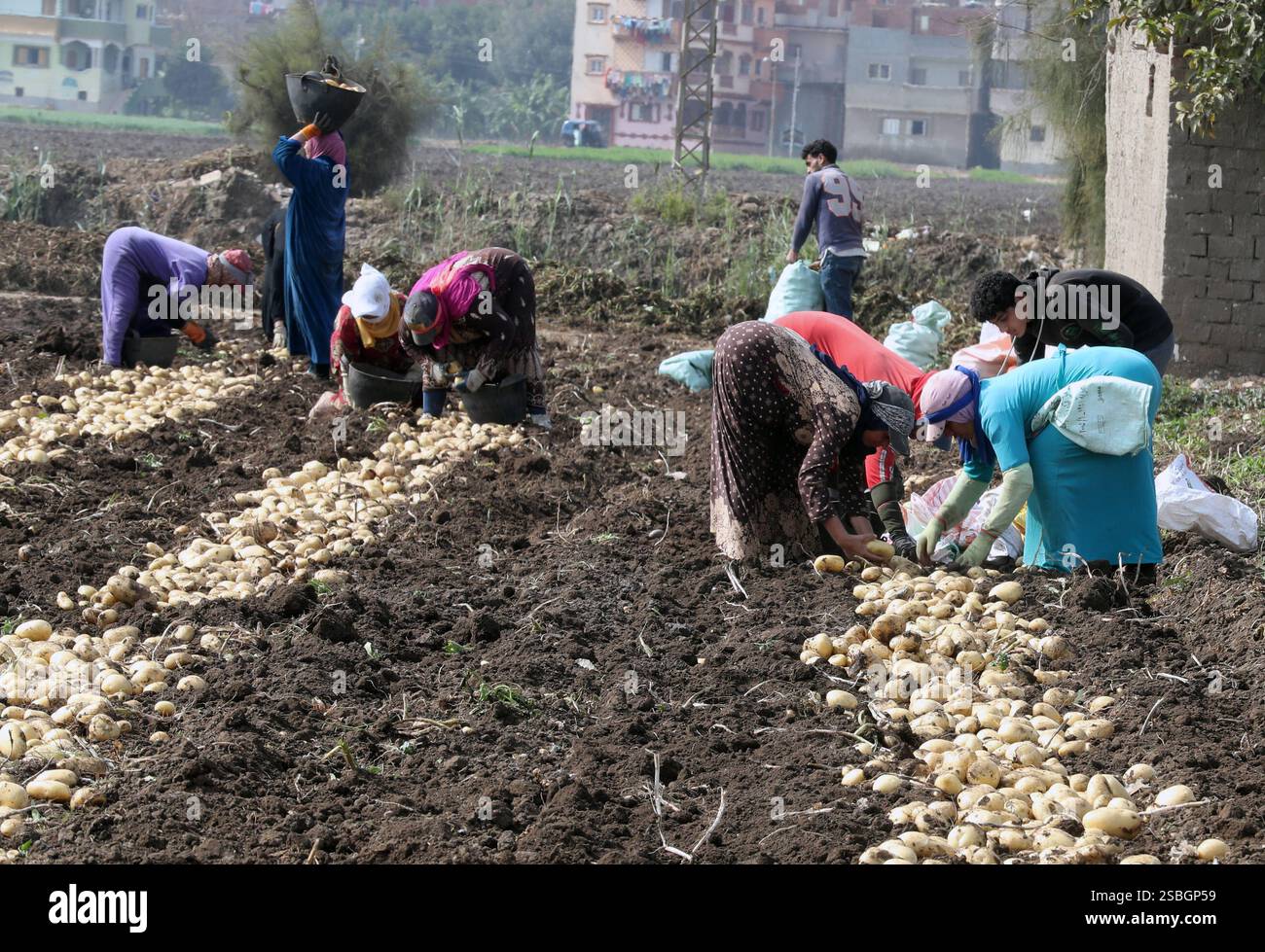 Potatoes harvesting in Egypt Egyptian farmers collect potatoes in a ...