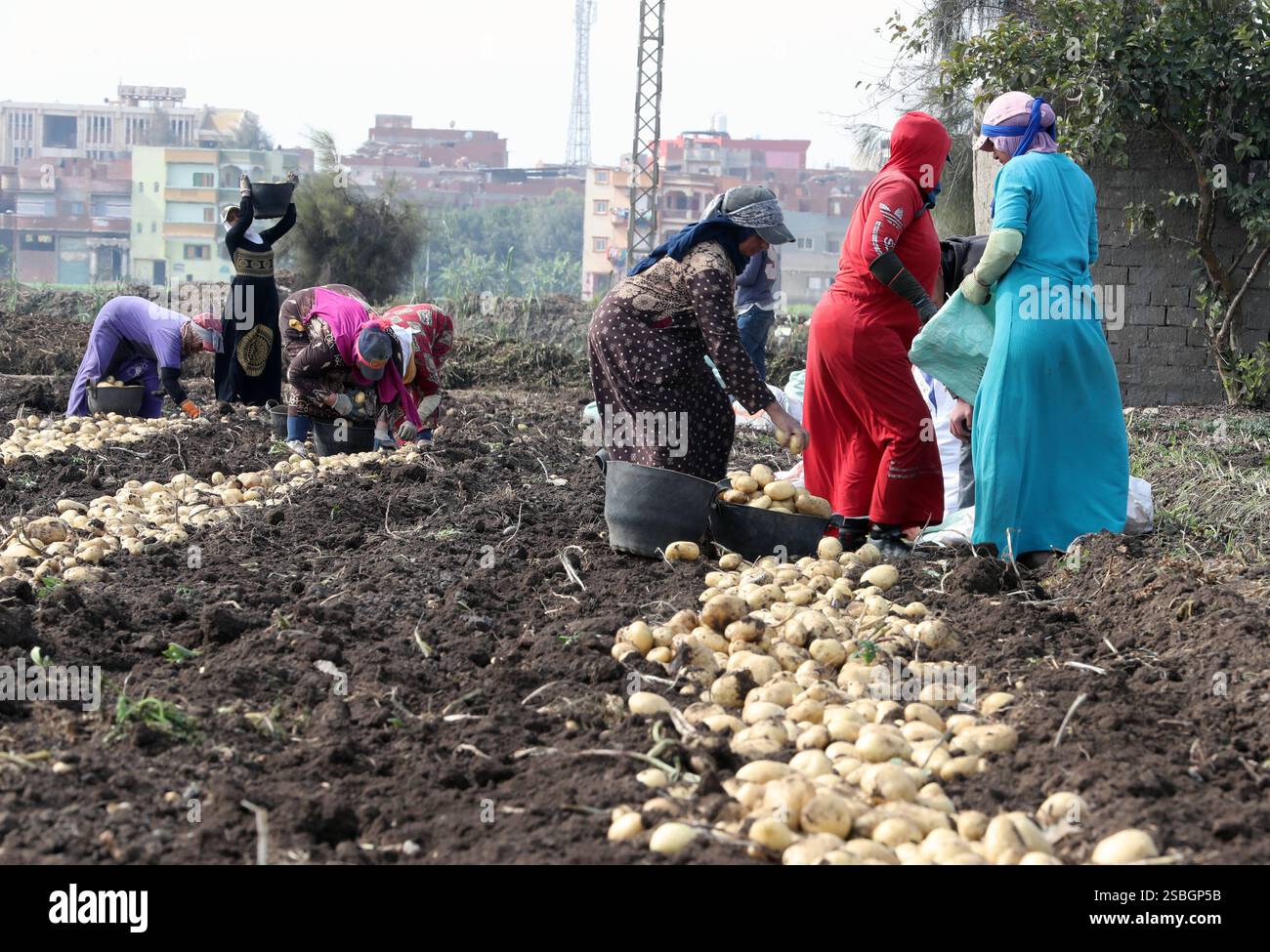Potatoes harvesting in Egypt Egyptian farmers collect potatoes in a ...