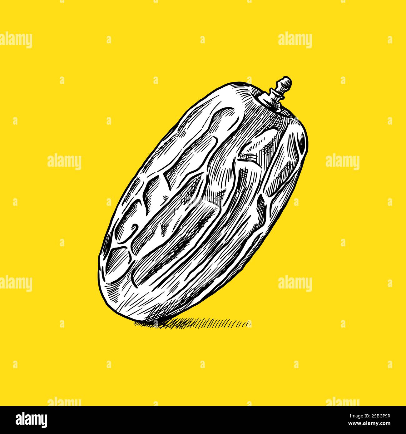 Hand-Drawn Vector Illustration of a Medjool Date Stock Vector Image ...
