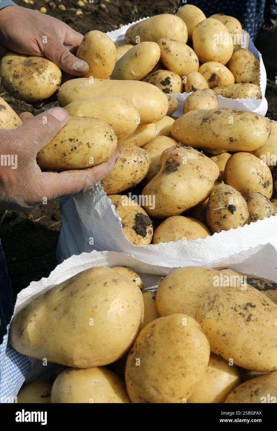 Potatoes harvesting in Egypt Egyptian farmers collect potatoes in a ...