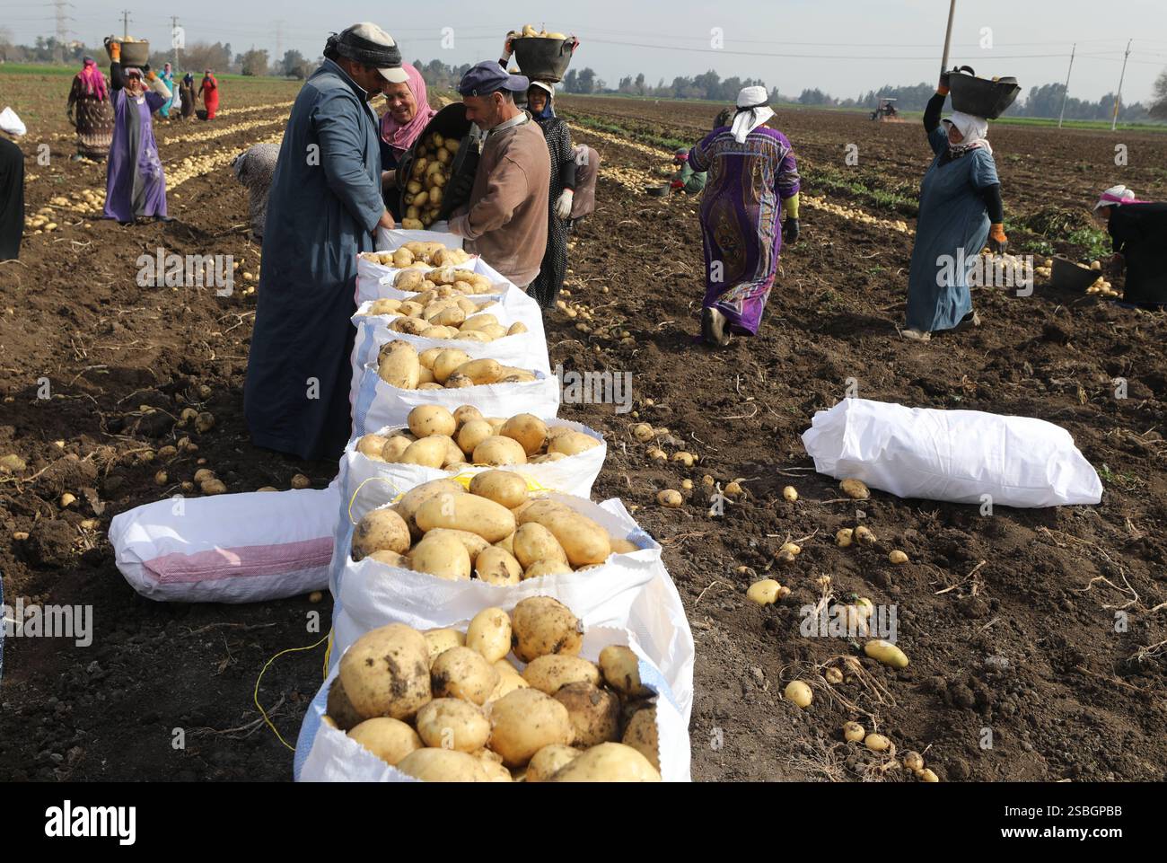 Potatoes harvesting in Egypt Egyptian farmers collect potatoes in a ...
