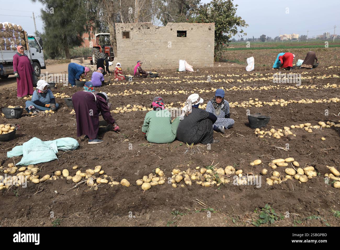 Potatoes harvesting in Egypt Egyptian farmers collect potatoes in a ...