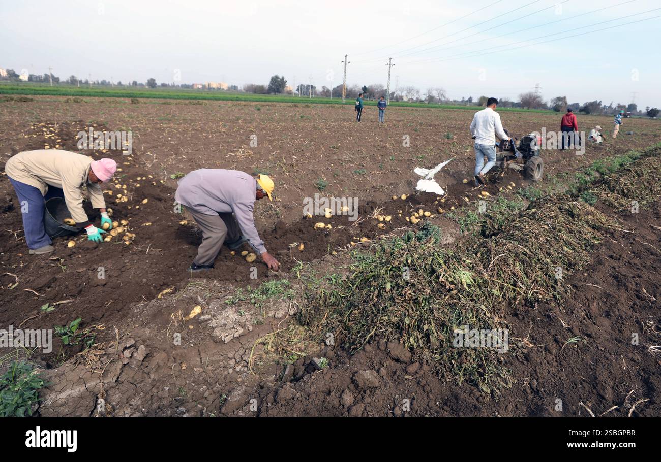 Potatoes harvesting in Egypt Egyptian farmers collect potatoes in a ...