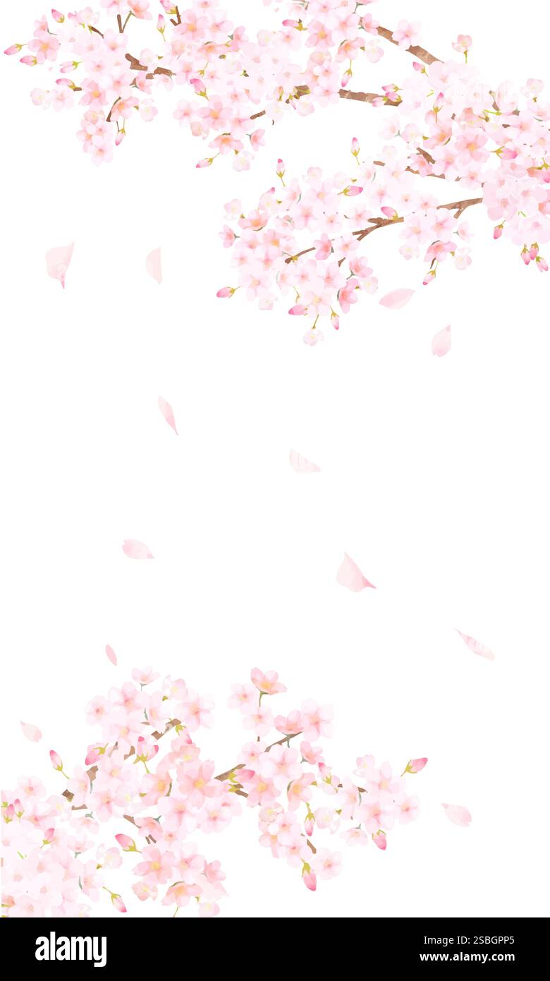 Beautiful light pink cherry blossoms and petals spring white background ...