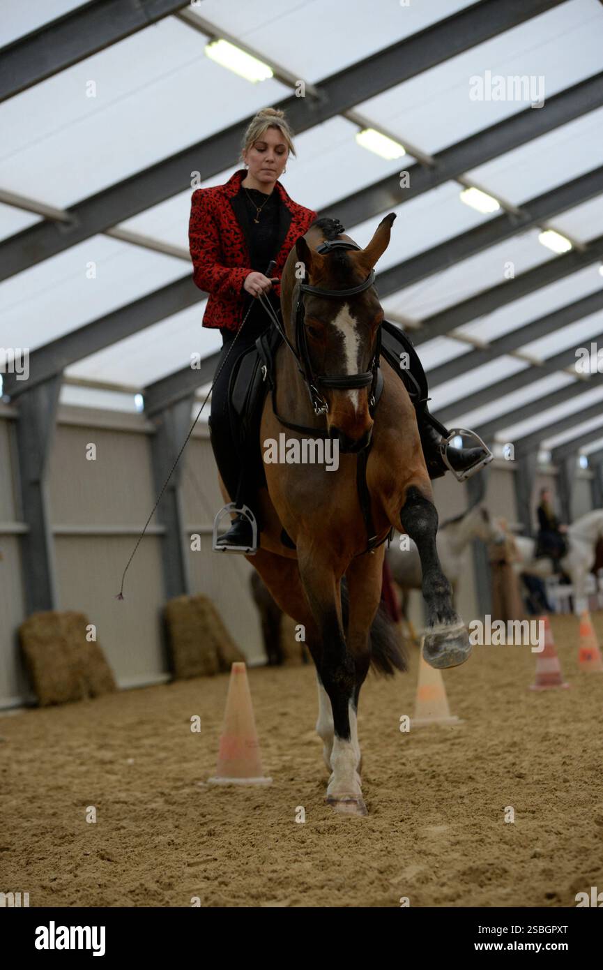 The Spanish step is an artificial gait of the horse, which consists of ...