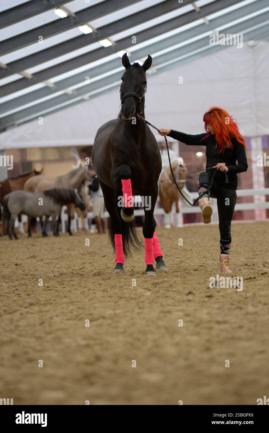 The Spanish step is an artificial gait of the horse, which consists of ...