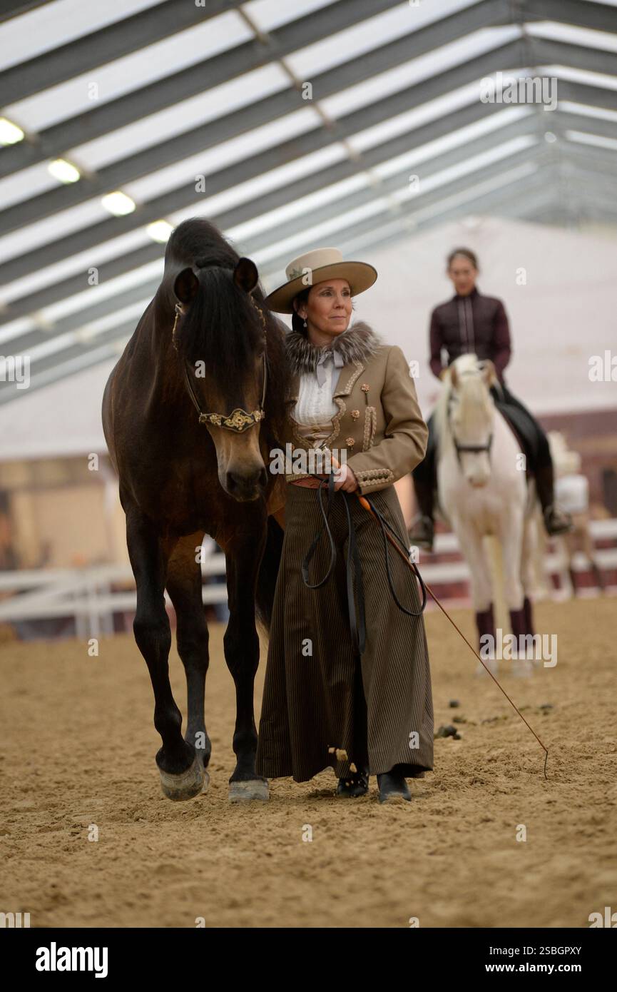 The Spanish step is an artificial gait of the horse, which consists of ...
