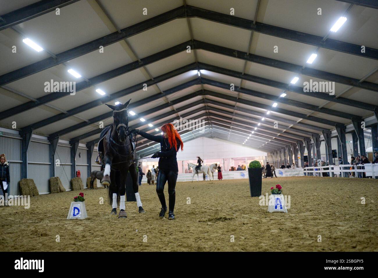 The Spanish step is an artificial gait of the horse, which consists of ...