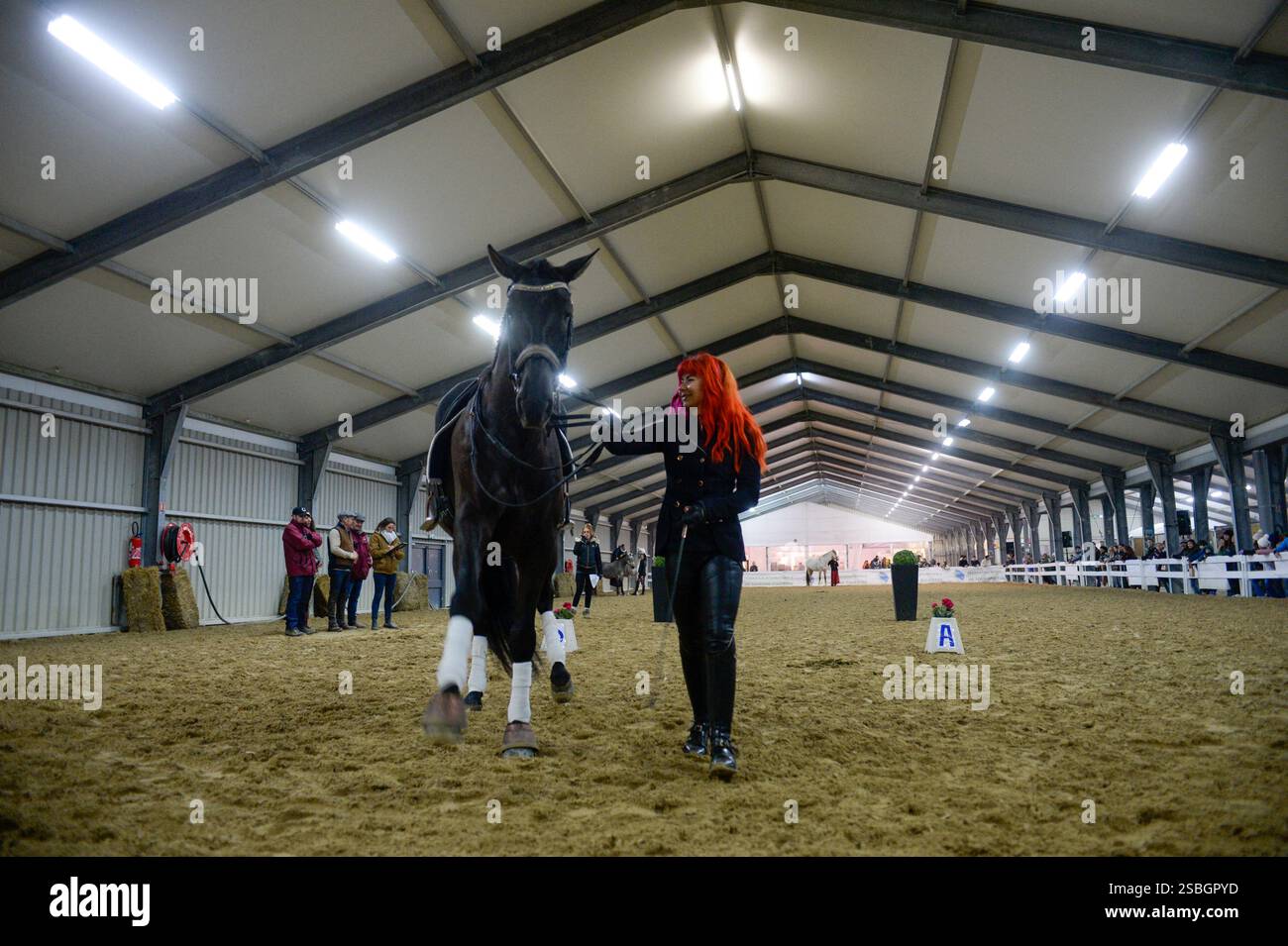The Spanish step is an artificial gait of the horse, which consists of ...
