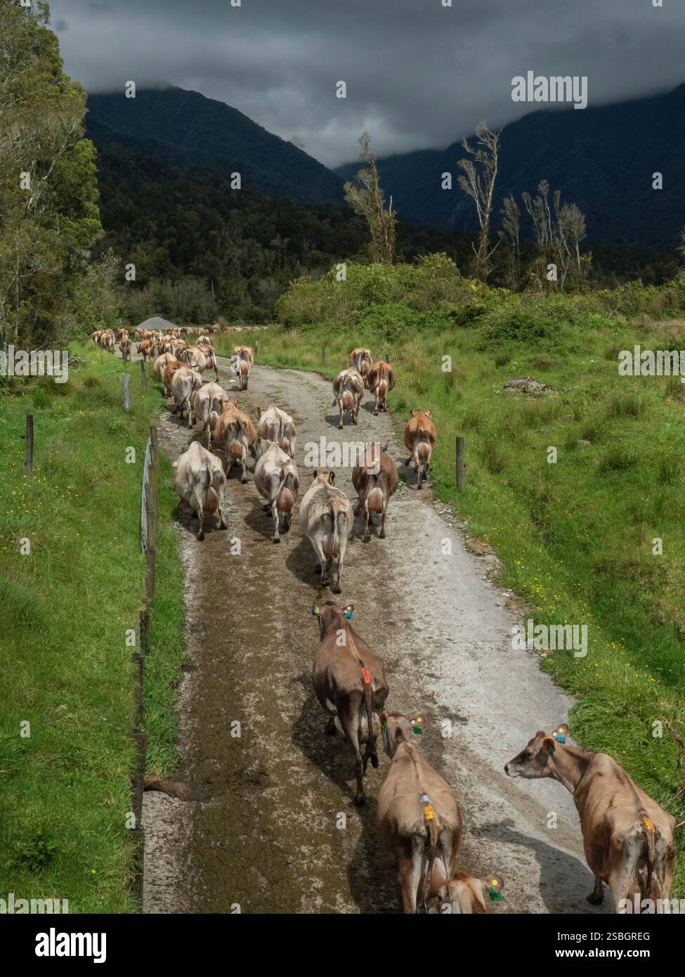 Cows walking towards the milking station at New Zealand Stock Photo - Alamy