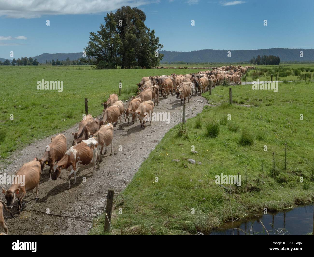 Cows walking towards the milking station at New Zealand Stock Photo - Alamy