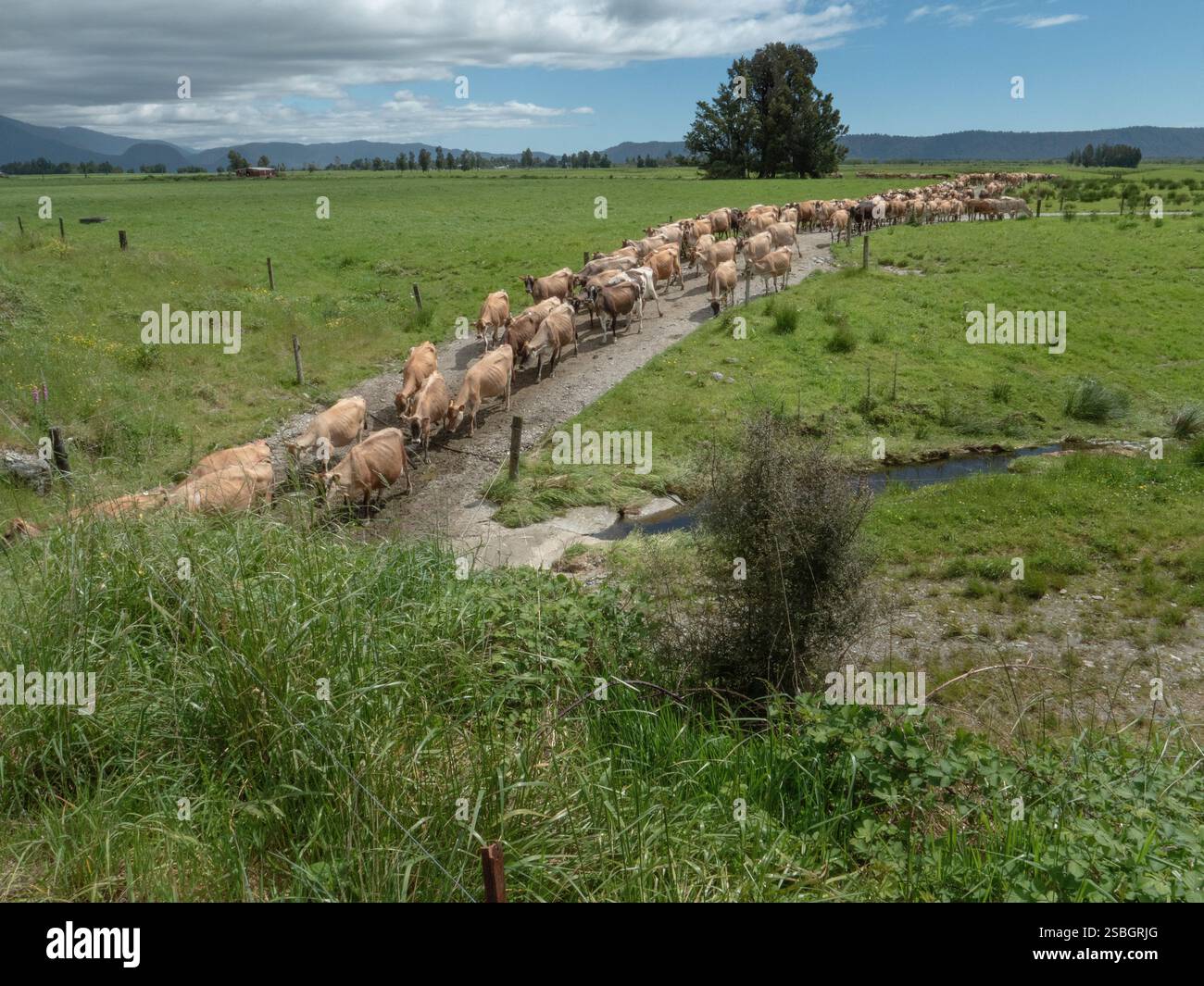 Cows walking towards the milking station at New Zealand Stock Photo - Alamy