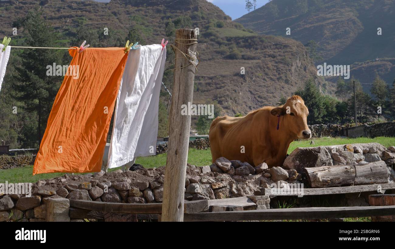 Cows in Peru South America Stock Photo - Alamy