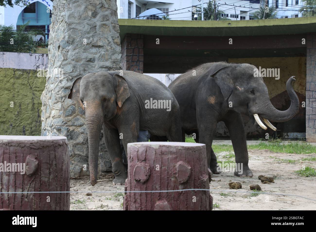 Asia elephants at Johor Zoo, Jalan Gertak Merah, Taman Istana, 80000 ...
