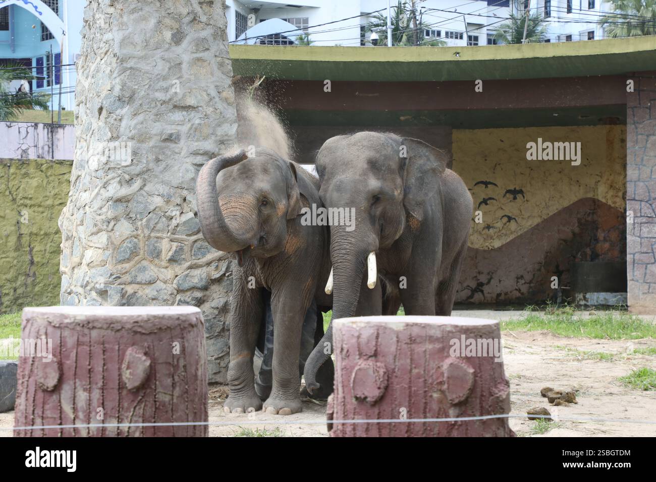 Asia elephants throw dirt on themselves for protection against the sun ...