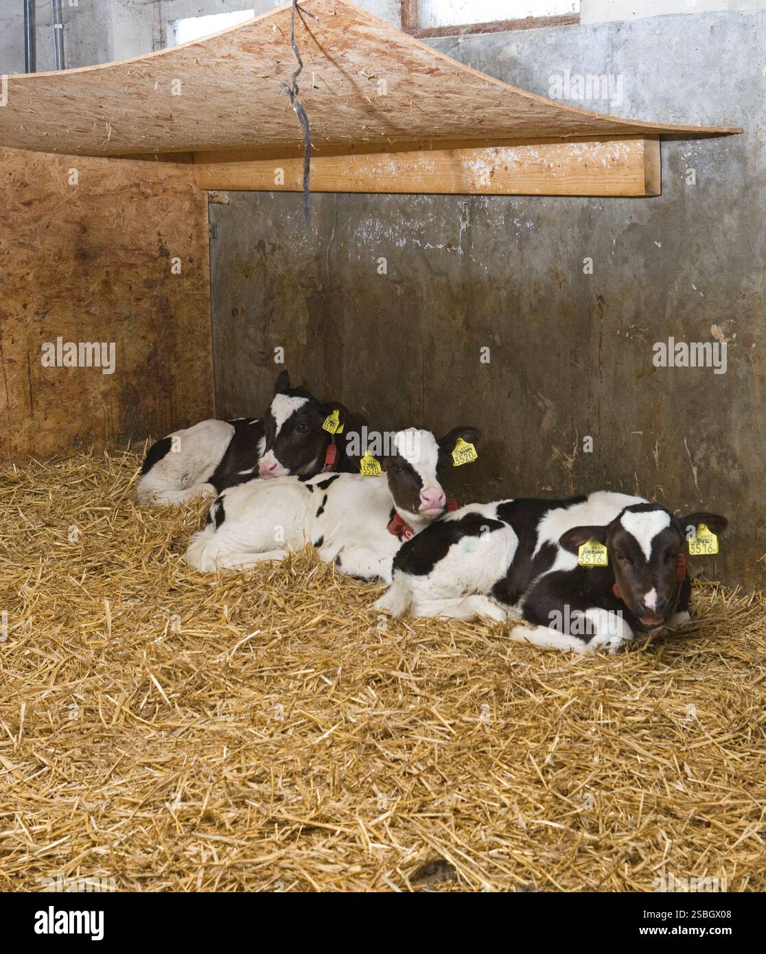 Calves on straw. Cows at the dairy farm Stock Photo - Alamy