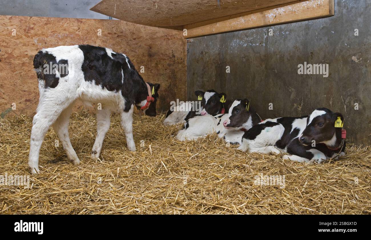 Calves on straw. Cows at the dairy farm Stock Photo - Alamy