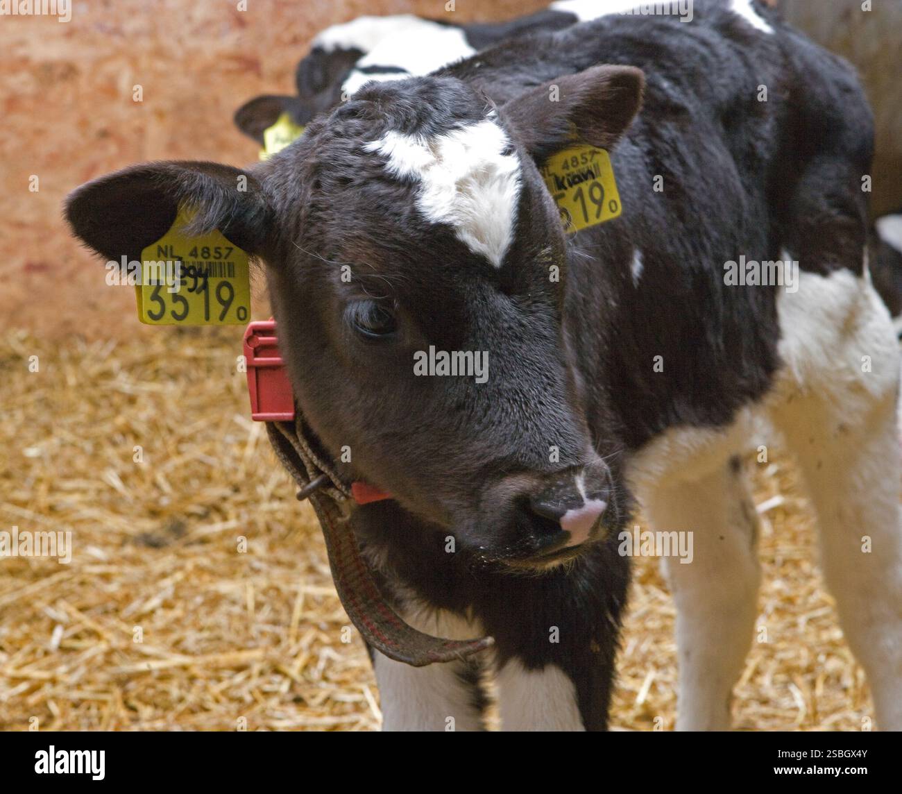 Calves on straw. Cows at the dairy farm Stock Photo - Alamy