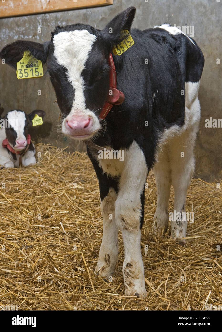Calves on straw. Cows at the dairy farm Stock Photo - Alamy