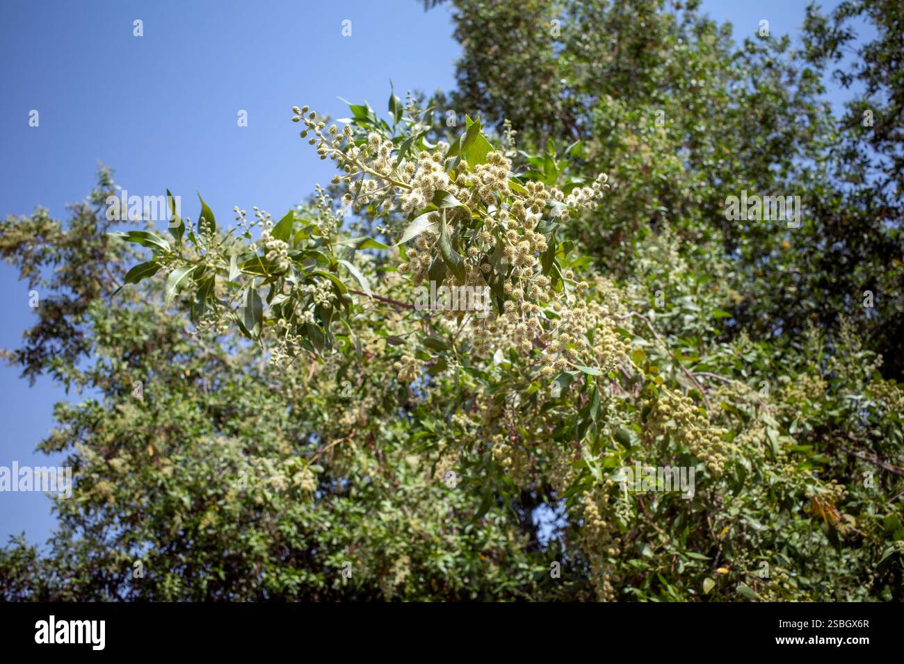 Versatile evergreen tree hi-res stock photography and images - Alamy