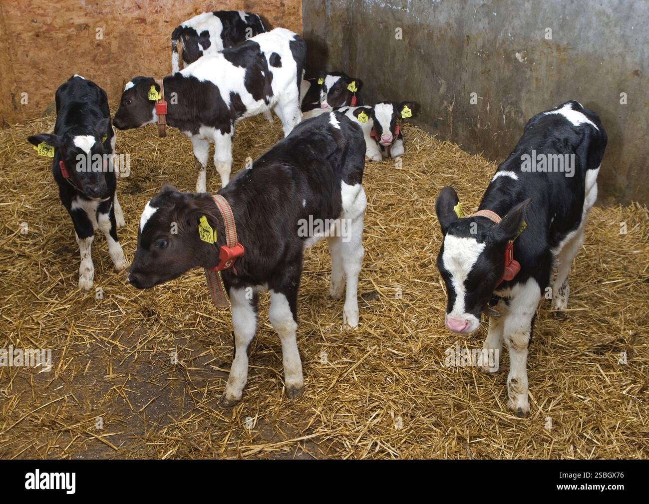 Calves on straw. Cows at the dairy farm Stock Photo - Alamy