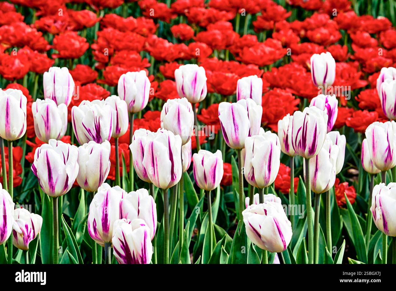 a bulbous spring flowering plant of the lily family, with boldly ...