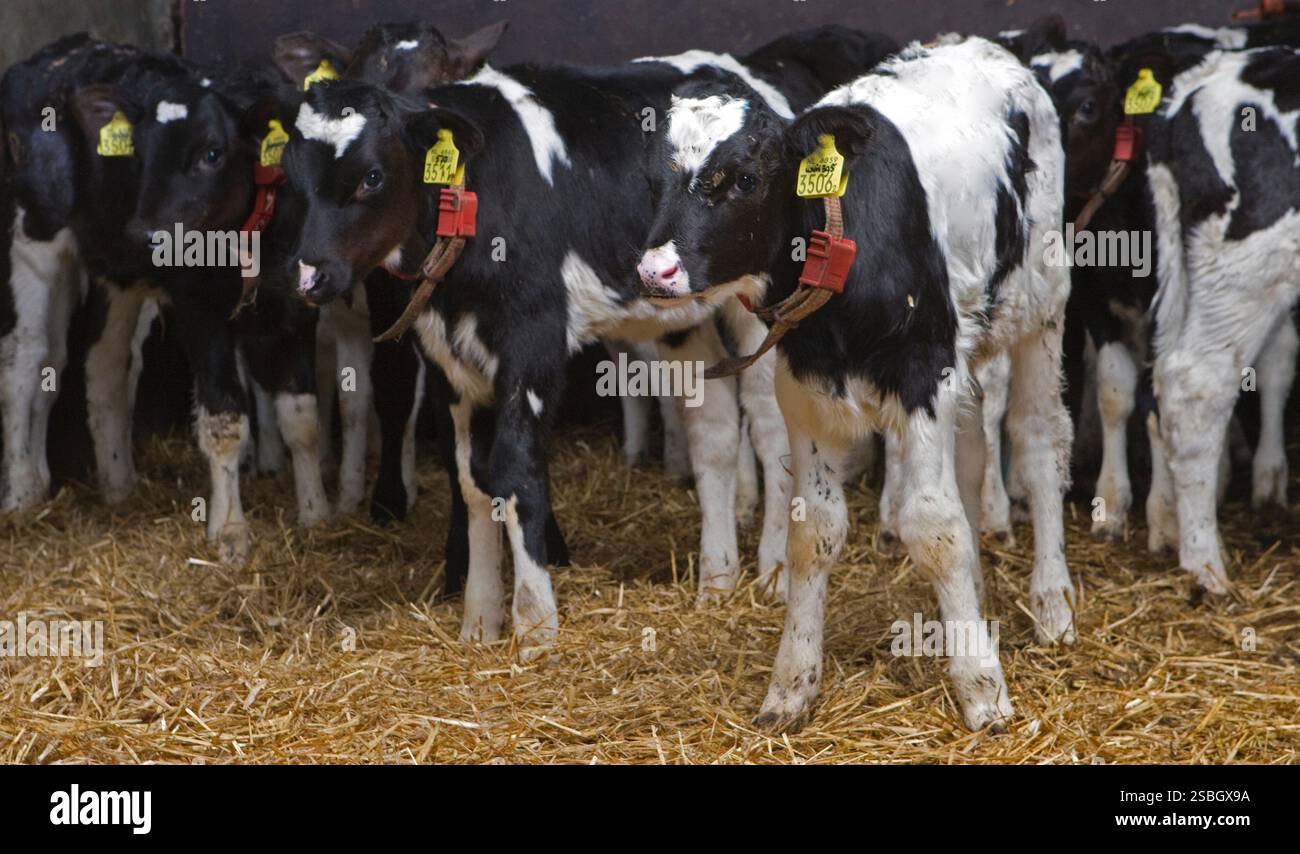 Calves on straw. Cows at the dairy farm Stock Photo - Alamy