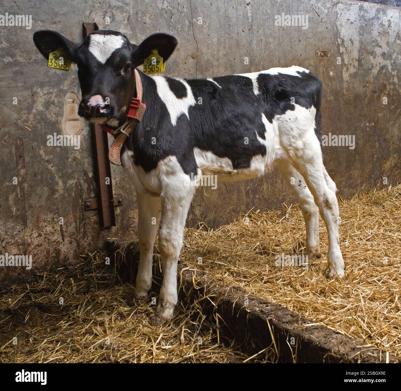 Calves on straw. Cows at the dairy farm Stock Photo - Alamy