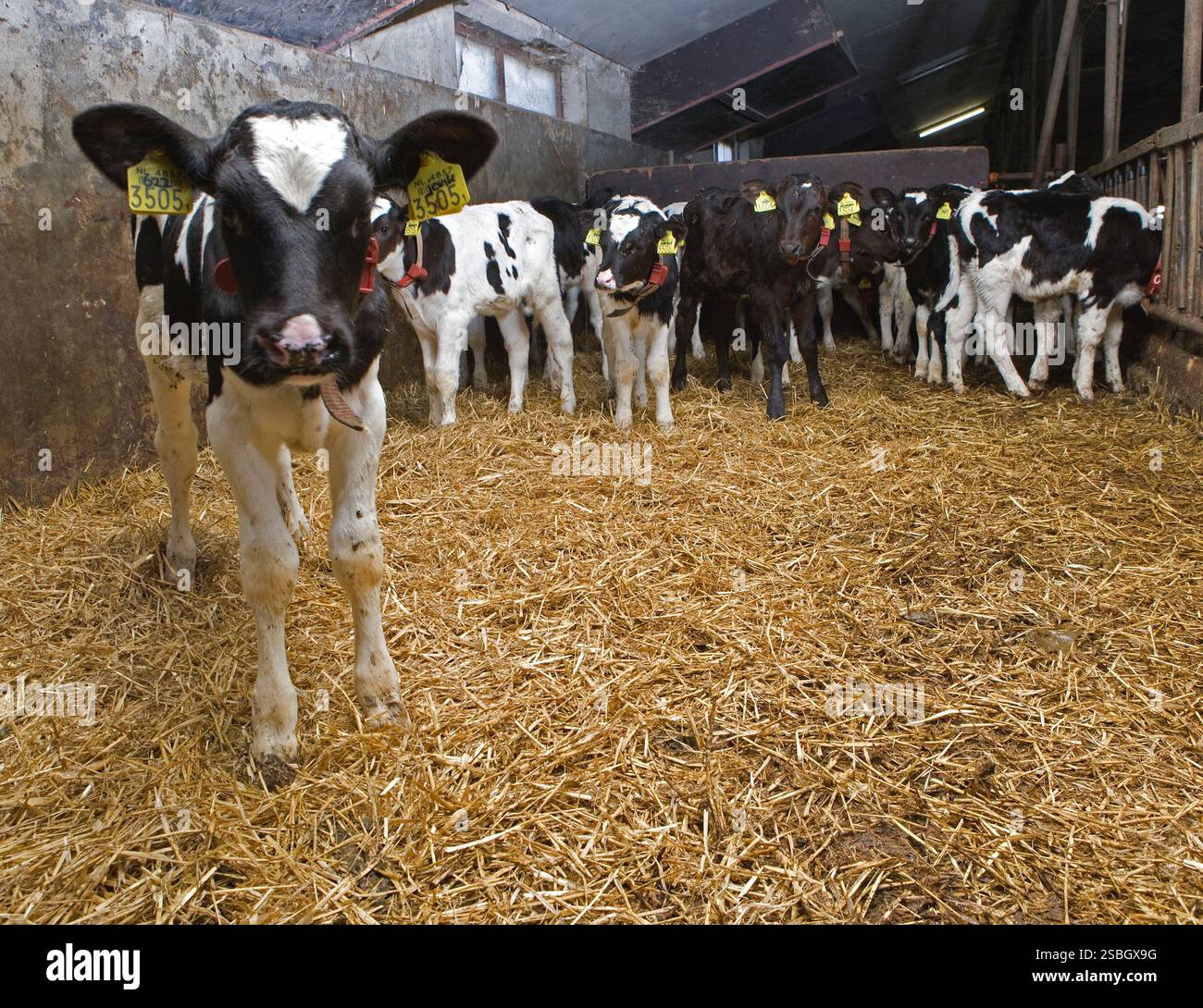Calves on straw. Cows at the dairy farm Stock Photo - Alamy