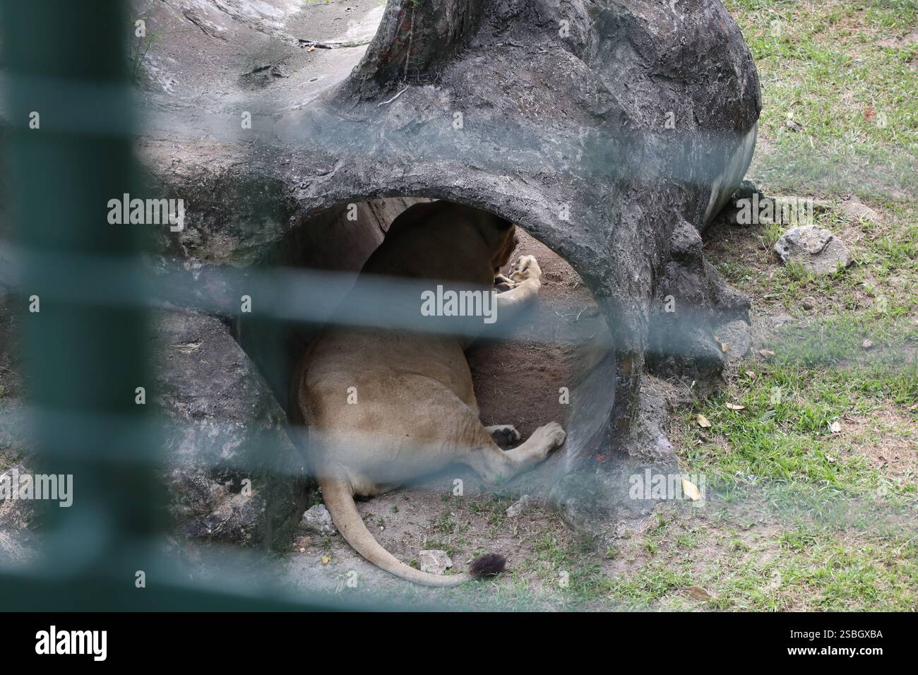 A lion shelters from the sun at Johor Zoo, Jalan Gertak Merah, Taman ...